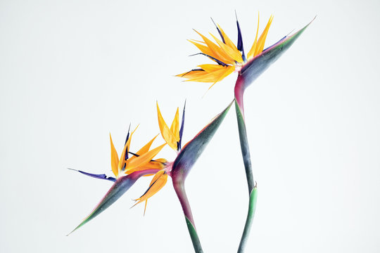 Inseparable Images – Browse 38 Stock Photos, Vectors, and Video | Adobe ...