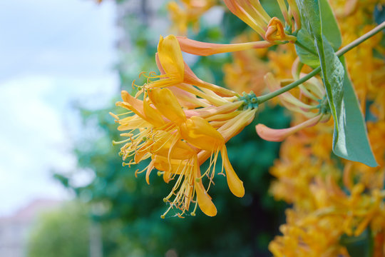 Yellow Honeysuckle Flower