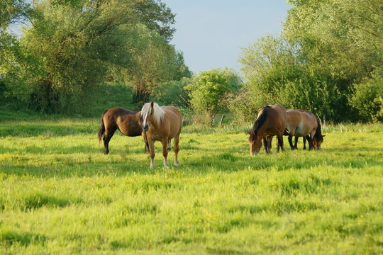 Koni Images – Parcourir 2,264 le catalogue de photos, vecteurs et ...