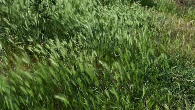 "Wall Barley" Images – Browse 3,366 Stock Photos, Vectors, and Video ...