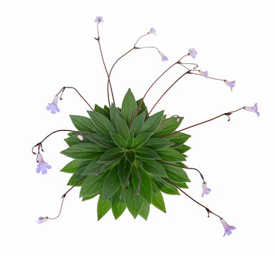 Chirita Images – Browse 54 Stock Photos, Vectors, and Video | Adobe Stock