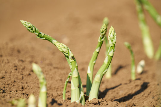 Sparrowgrass Bilder – Durchsuchen 242,064 Archivfotos, Vektorgrafiken ...
