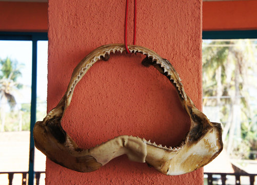 "Jaw Fish" Images – Browse 53 Stock Photos, Vectors, and Video | Adobe ...