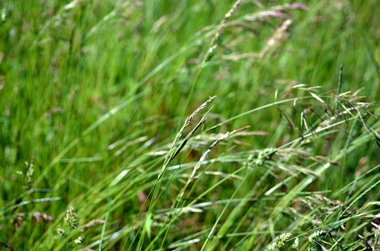 Graspollen Bilder – Durchsuchen 5,326 Archivfotos, Vektorgrafiken und ...