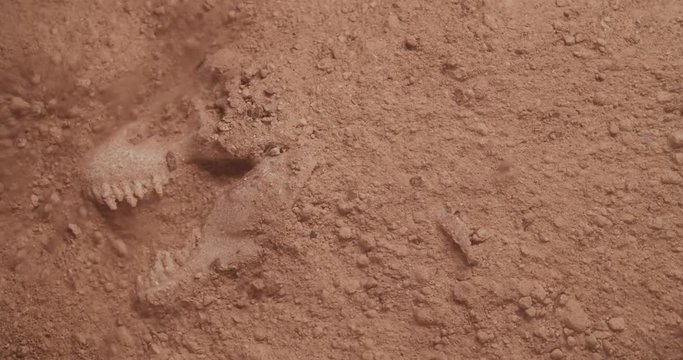 Unearthed Images – Browse 29,832 Stock Photos, Vectors, and Video ...