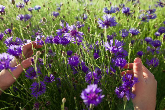 รูปภาพCyani – เลือกดูภาพถ่ายสต็อก เวกเตอร์ และวิดีโอ808 | Adobe Stock