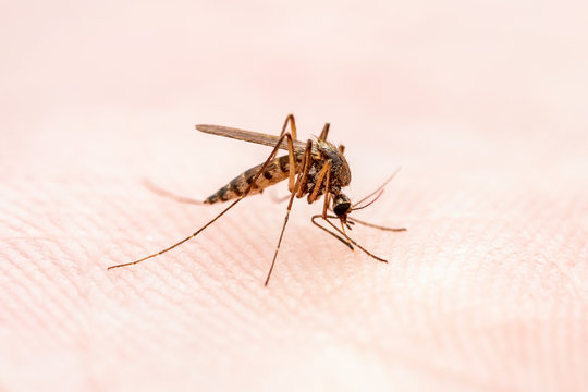 Culex Images – Browse 58 Stock Photos, Vectors, and Video | Adobe Stock