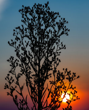 Silhoute Images – Browse 330 Stock Photos, Vectors, and Video | Adobe Stock