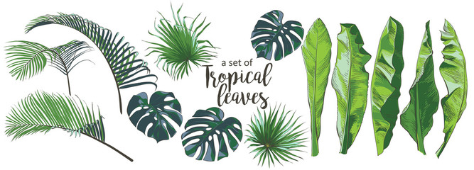 Hojas de monstera | Vector Gratis