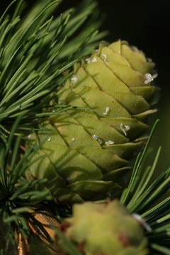 Microstrobilus Images – Browse 208 Stock Photos, Vectors, and Video ...