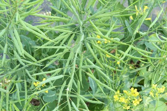 "Black Mustard" Images – Browse 136,587 Stock Photos, Vectors, and ...