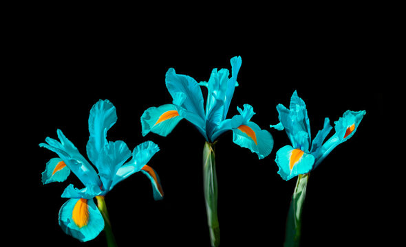 Candescent bilder – Bläddra bland 153 stockfoton, vektorer och videor ...