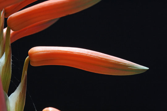 รูปภาพMagnoliopsida – เลือกดูภาพถ่ายสต็อก เวกเตอร์ และวิดีโอ7,914 ...