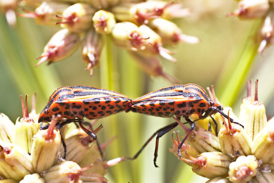 "Minstrel Bug"-Bilder: Stock-Fotos & -Videos. | Adobe Stock