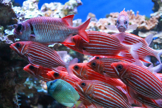 "Squirrel Fish" Images – Browse 367 Stock Photos, Vectors, and Video ...