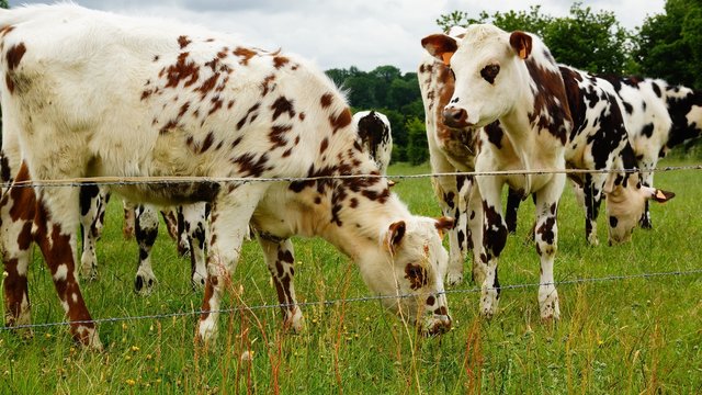 「Ruminer」の画像 - 760 件の Stock 写真、ベクターおよびビデオ | Adobe Stock