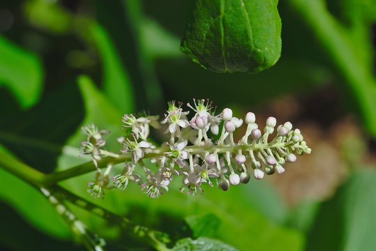 Scoke Bilder – Durchsuchen 2,255 Archivfotos, Vektorgrafiken und Videos ...