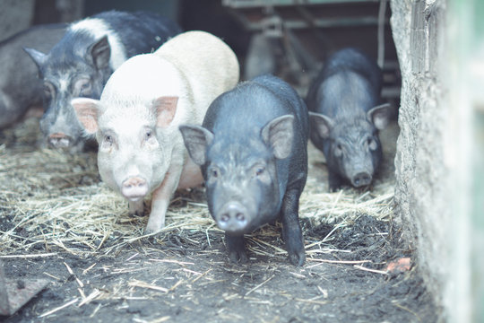 Marrano 이미지 – 찾아보기 922 스톡 사진, 벡터 및 비디오 | Adobe Stock