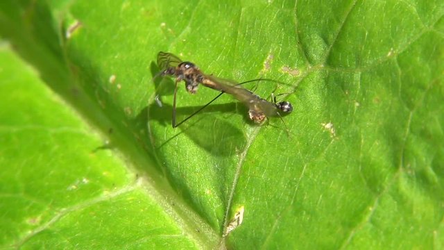 Schnacke 影像 – 瀏覽 222 個素材庫相片、向量圖和影片 | Adobe Stock