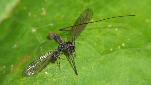 Schnacke 影像 – 瀏覽 222 個素材庫相片、向量圖和影片 | Adobe Stock