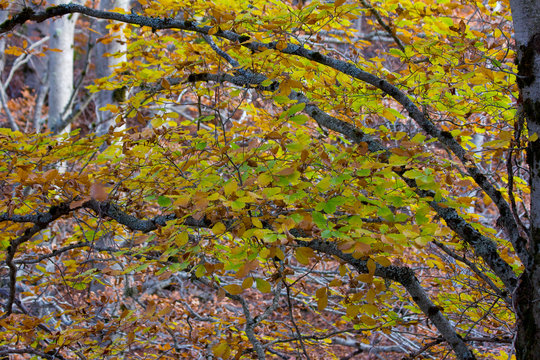 1,216 件の最適な Hayas 画像、ストック写真、ベクター | Adobe Stock