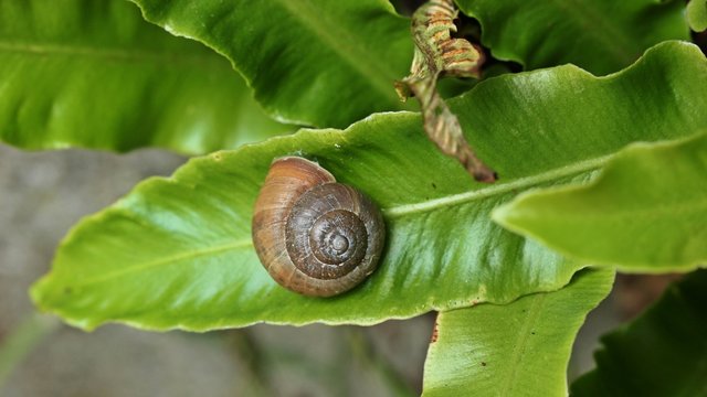 Laubschnecke Images – Browse 31 Stock Photos, Vectors, and Video ...