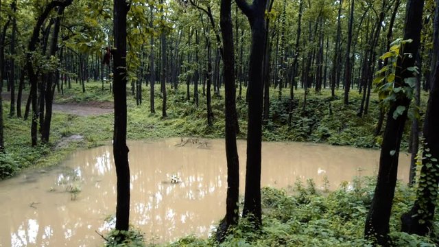 "Sal Forest" Images – Browse 122 Stock Photos, Vectors, and Video ...