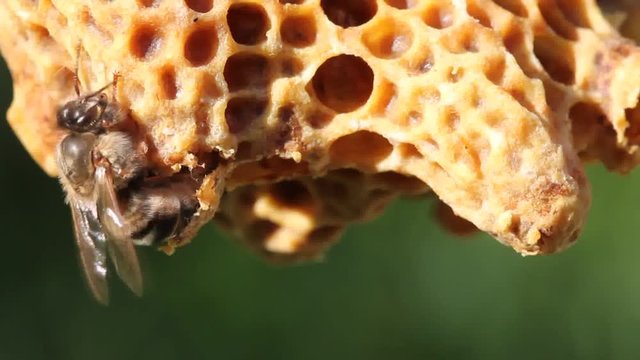 "Queen Bee" Images – Browse 11,143 Stock Photos, Vectors, and Video ...