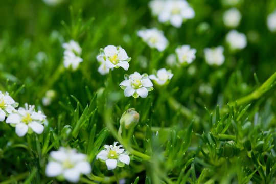 Irish-Moss Images – Browse 38 Stock Photos, Vectors, and Video | Adobe ...
