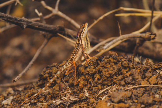 รูปภาพAgamidae – เลือกดูภาพถ่ายสต็อก เวกเตอร์ และวิดีโอ8,533 | Adobe Stock