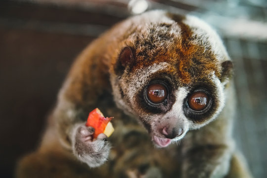 Slow Loris Eating Banana