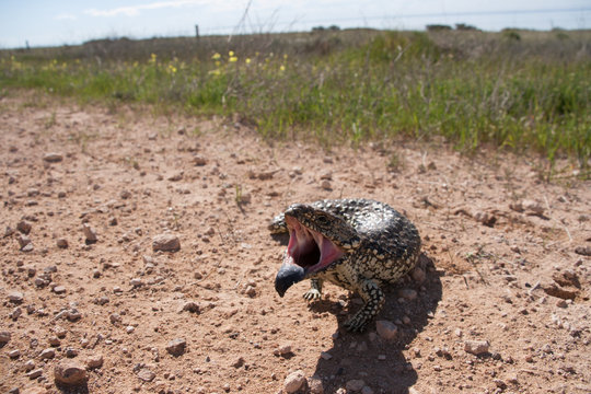 รูปภาพStumpy – เลือกดูภาพถ่ายสต็อก เวกเตอร์ และวิดีโอ562 | Adobe Stock