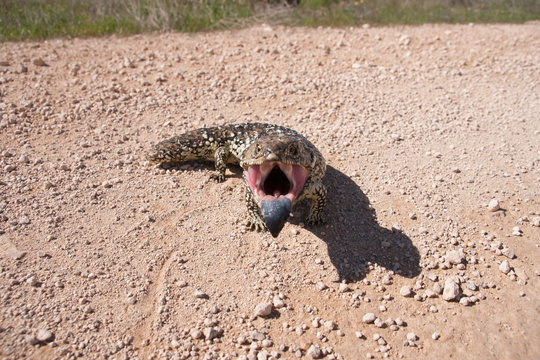 รูปภาพStumpy – เลือกดูภาพถ่ายสต็อก เวกเตอร์ และวิดีโอ562 | Adobe Stock