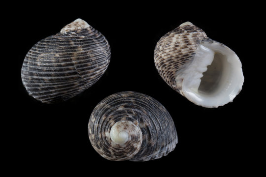 รูปภาพLineata – เลือกดูภาพถ่ายสต็อก เวกเตอร์ และวิดีโอ494 | Adobe Stock