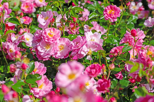 รูปภาพBuschrosen – เลือกดูภาพถ่ายสต็อก เวกเตอร์ และวิดีโอ156 | Adobe Stock