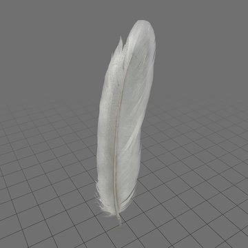 Feather 3D Images – Browse 54 3D Assets | Adobe Stock