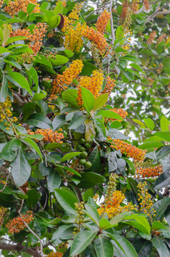 Hogberry Images – Browse 26 Stock Photos, Vectors, and Video | Adobe Stock