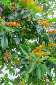 Hogberry Images – Browse 26 Stock Photos, Vectors, and Video | Adobe Stock