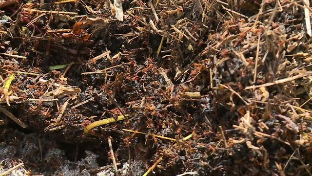 "Soldier Ant"-Bilder: Stock-Fotos & -Videos. | Adobe Stock