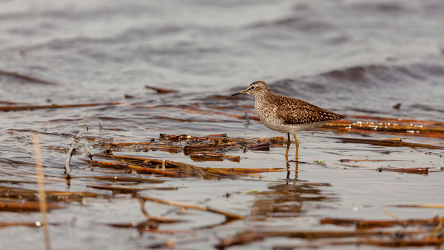「Waten」の画像 - 473 件の Stock 写真、ベクターおよびビデオ | Adobe Stock
