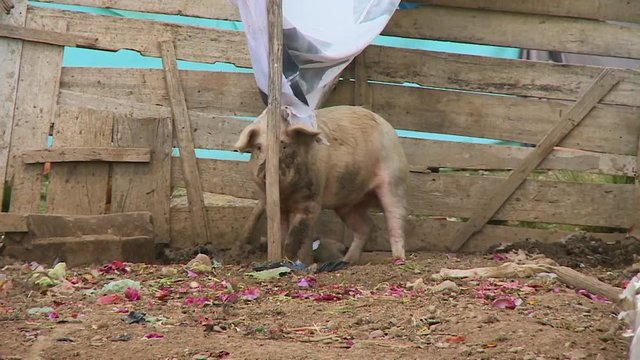 "Happy Pig" Images – Browse 547 Stock Photos, Vectors, and Video ...