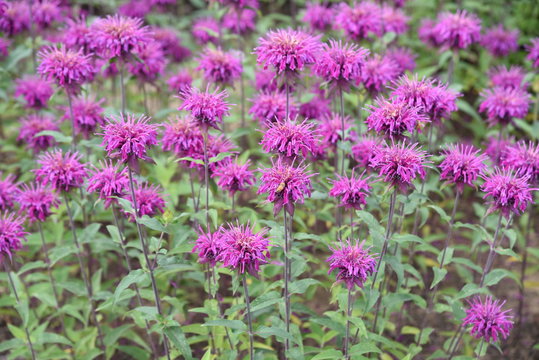 Monarda Images – Browse 39 Stock Photos, Vectors, and Video | Adobe Stock