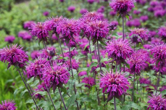 Monarda Images – Browse 39 Stock Photos, Vectors, and Video | Adobe Stock