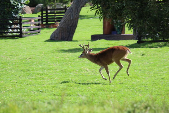 Siervo Images – Browse 38 Stock Photos, Vectors, and Video | Adobe Stock