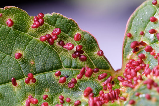 Milbenbefall Bilder – Durchsuchen 373 Archivfotos, Vektorgrafiken und ...