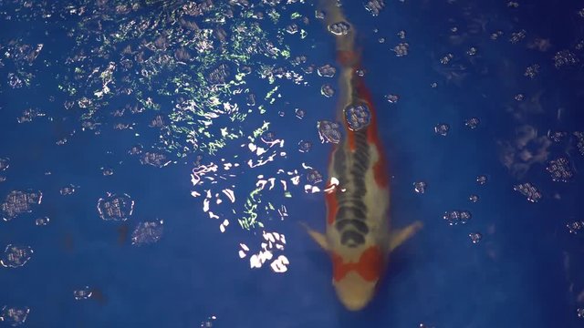 Shusui-Bilder: Stock-Fotos & -Videos. | Adobe Stock