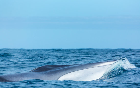 "Fin Whale" Bilder – Durchsuchen 1,013 Archivfotos, Vektorgrafiken und ...