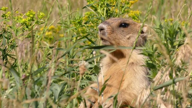 "Bobak Marmot" Images – Browse 648 Stock Photos, Vectors, and Video ...