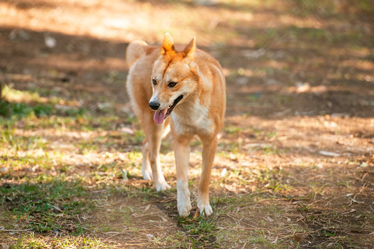 Wild-Dog Images – Browse 51 Stock Photos, Vectors, and Video | Adobe Stock