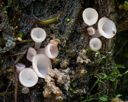 Cup Fungus"」の写真素材 | 563件の無料イラスト画像 | Adobe Stock